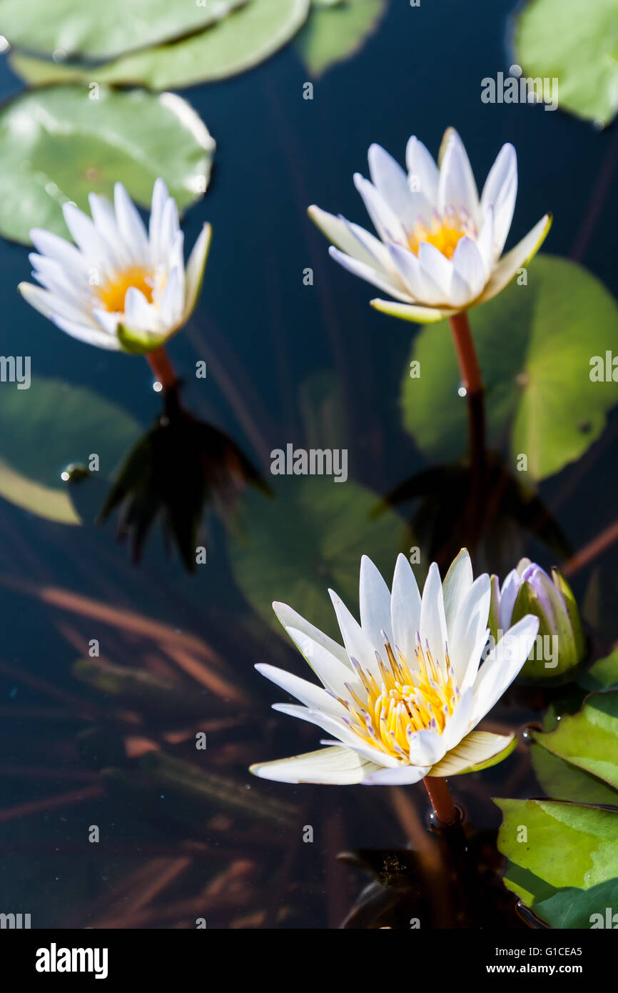 three white lotuses and group of leaf in water Stock Photo - Alamy