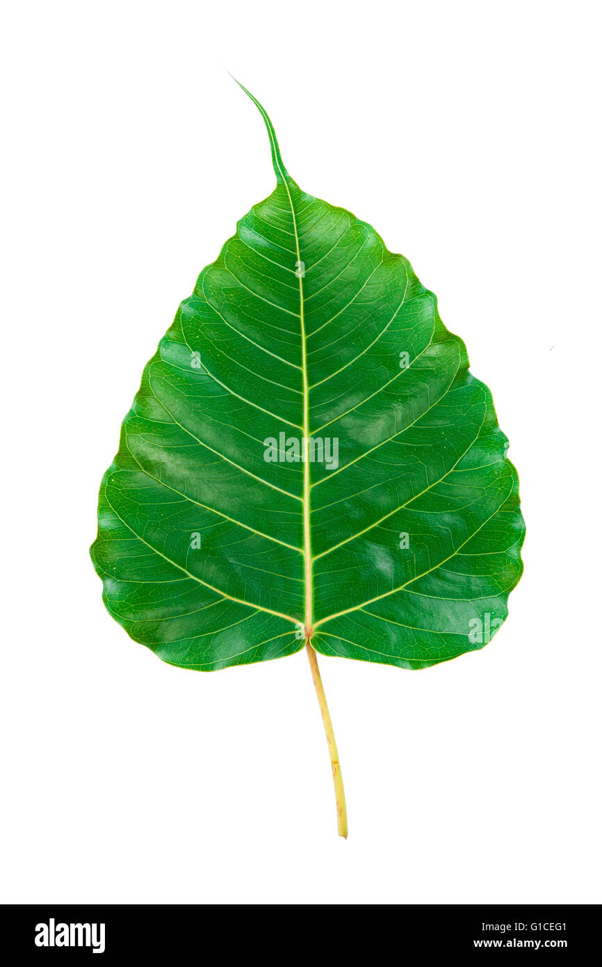 Pipal leaf hi-res stock photography and images - Alamy