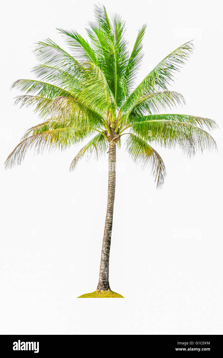 Coconut tree isolated on white background Stock Photo - Alamy