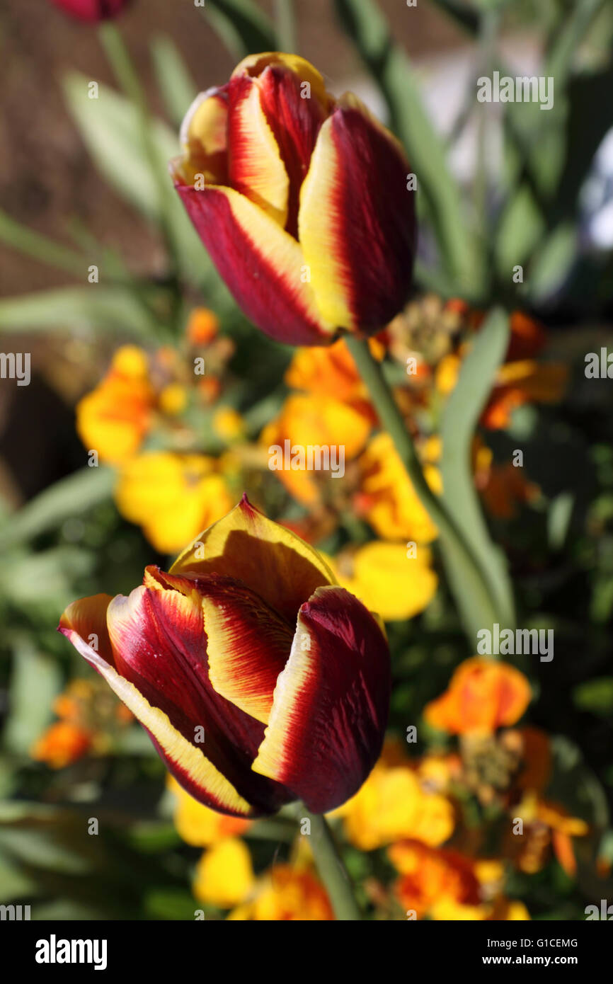 Bi colour tulips hi-res stock photography and images - Alamy