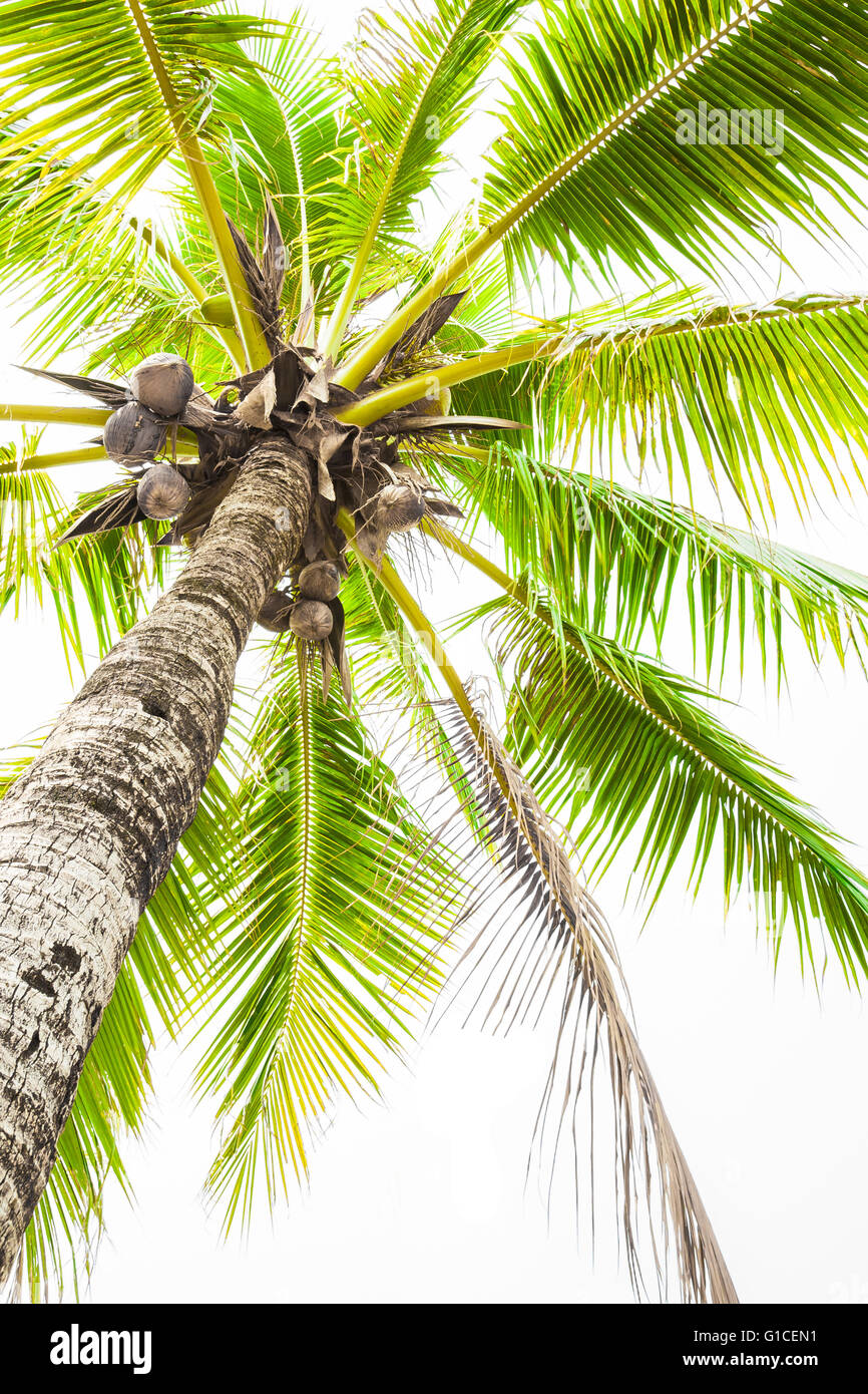 Coconut tree on white background Stock Photo - Alamy