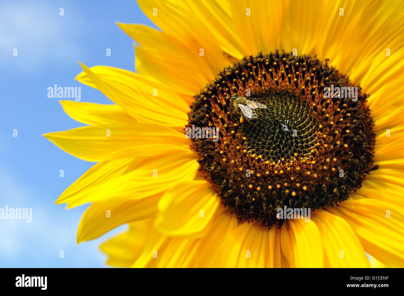 working bee on sunflower in sunny day Stock Photo - Alamy