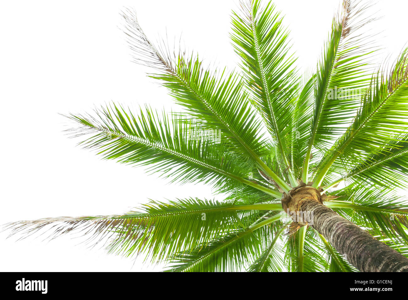 Under coconut tree on the white background Stock Photo - Alamy