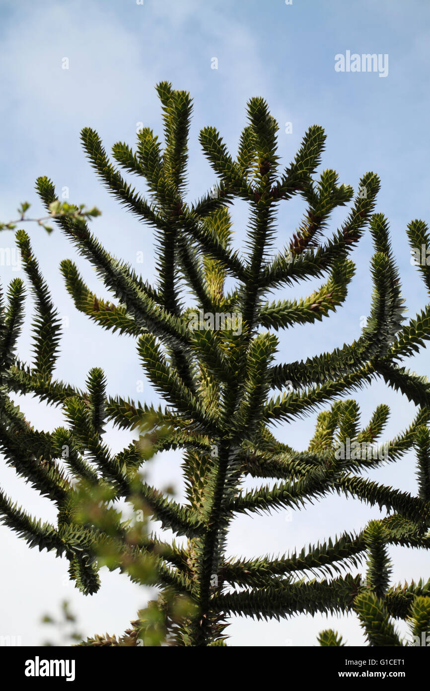Monkey Puzzle Tree (Araucaria araucana Stock Photo - Alamy