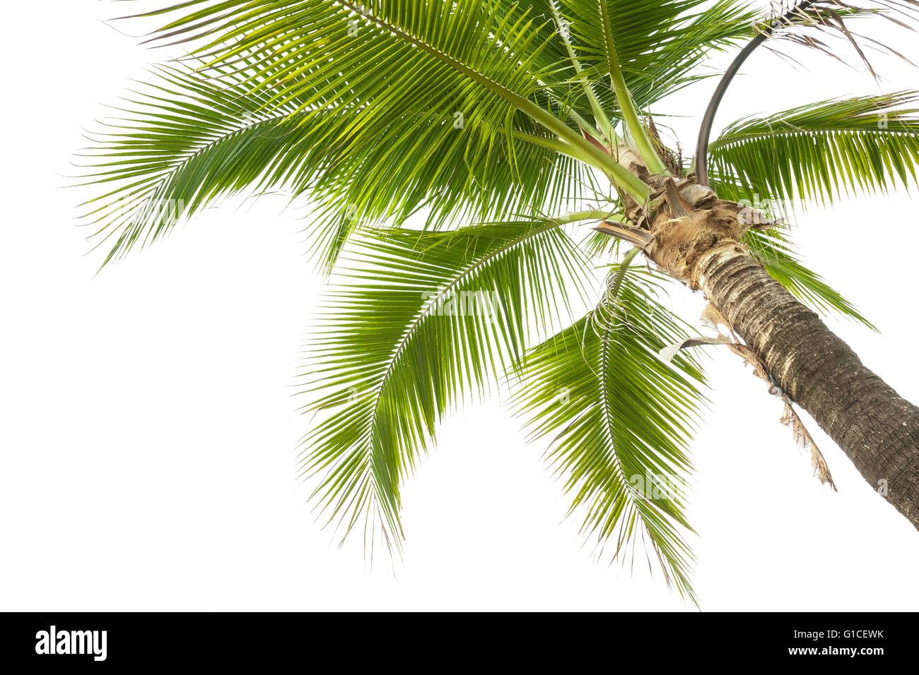 Under coconut tree on the white background Stock Photo - Alamy