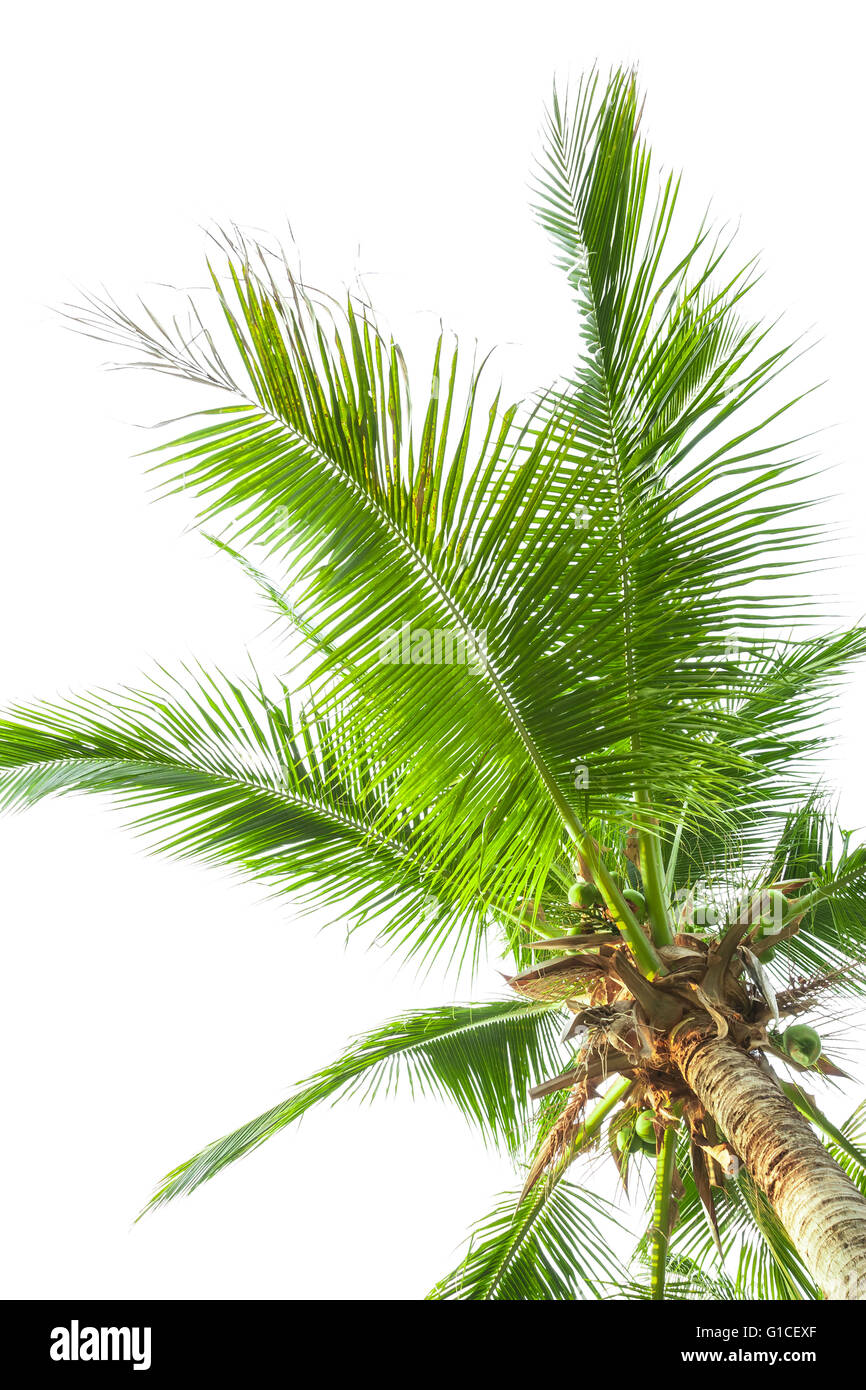 Under coconut tree on the white background Stock Photo - Alamy