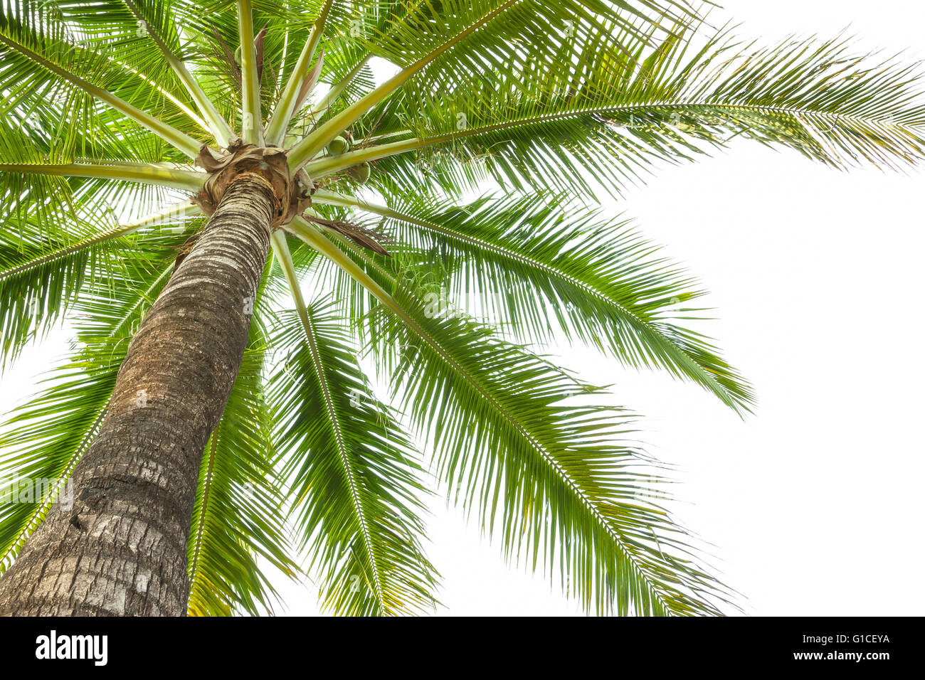 Under coconut tree on the white background Stock Photo - Alamy