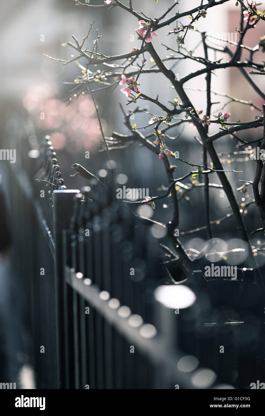 Closeup photo of a blossom tree behind the fence Stock Photo - Alamy