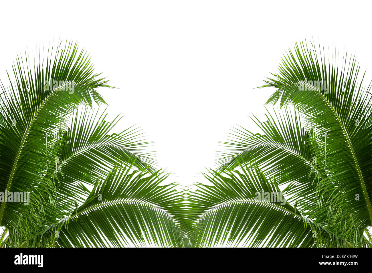 leaves of coconut tree isolated on white background Stock Photo - Alamy