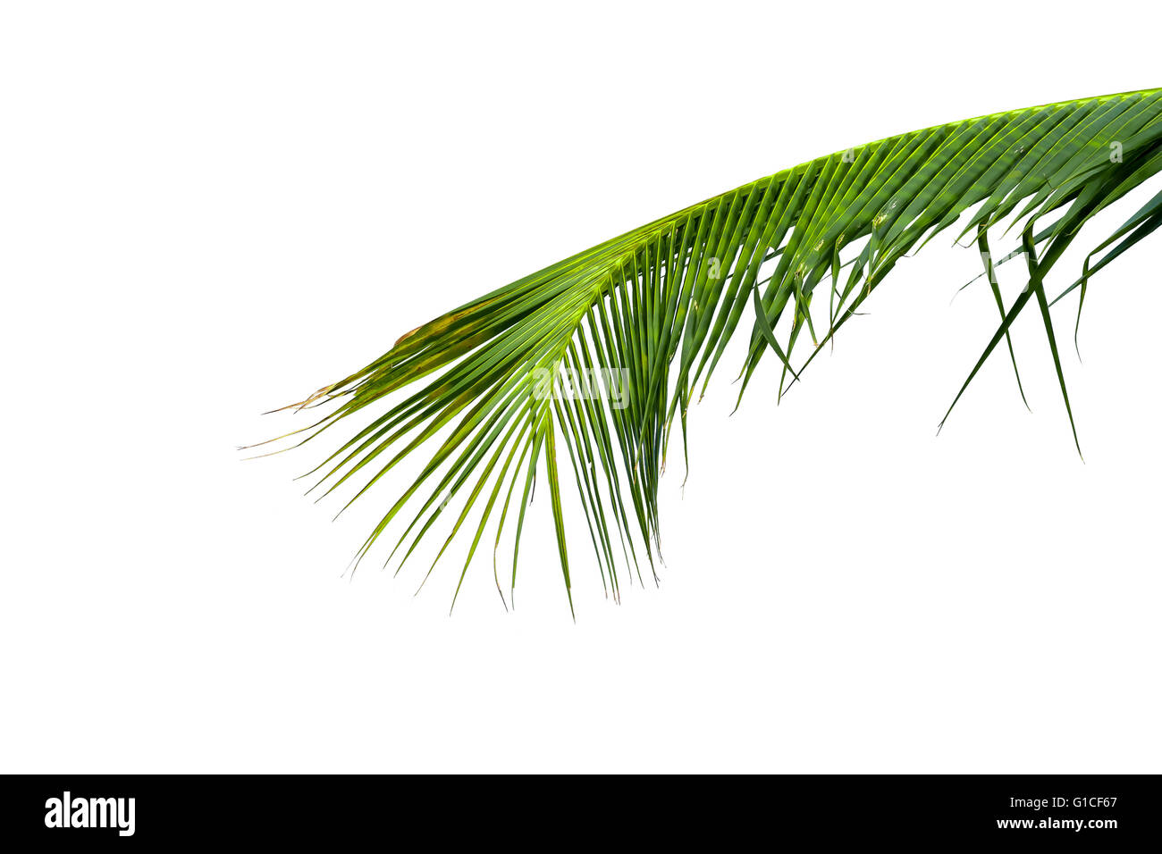 leaves of coconut tree isolated on white background, clipping path ...