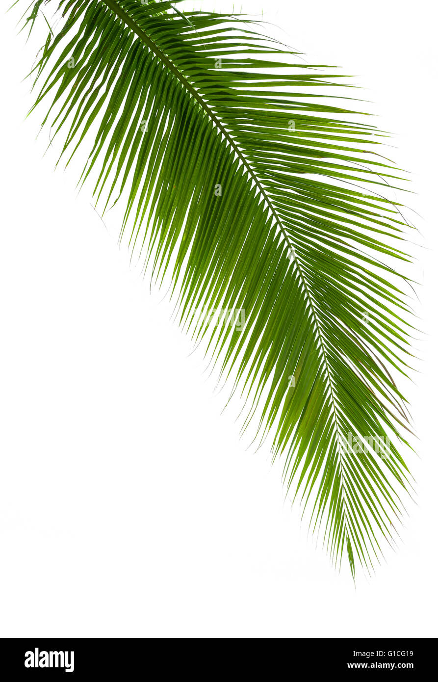 Leaves of coconut tree isolated on white background Stock Photo - Alamy