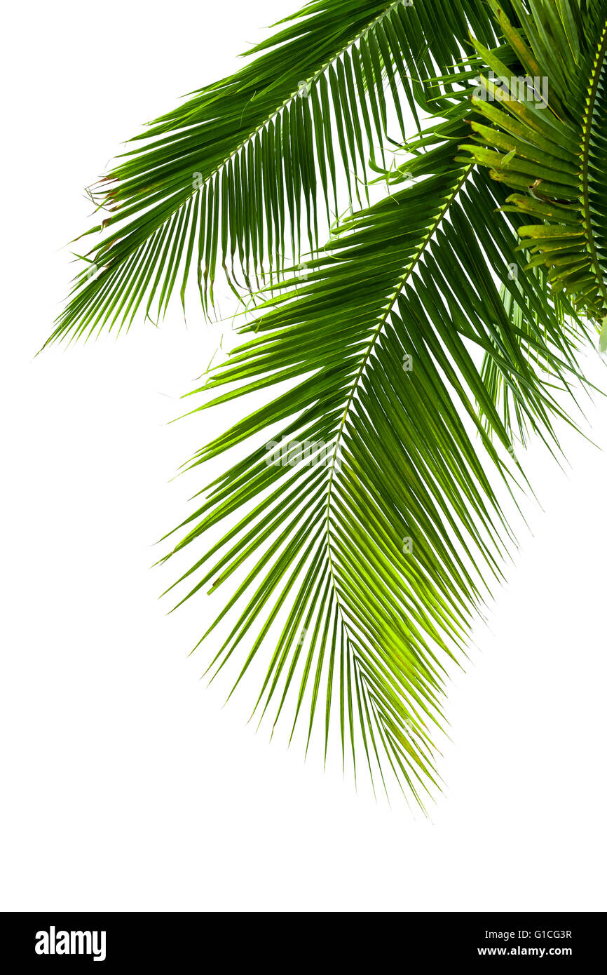 Leaves of coconut tree isolated on white background Stock Photo - Alamy
