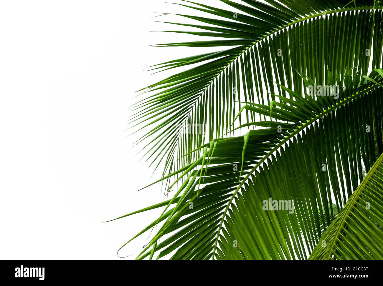Leaves of coconut tree isolated on white background Stock Photo - Alamy