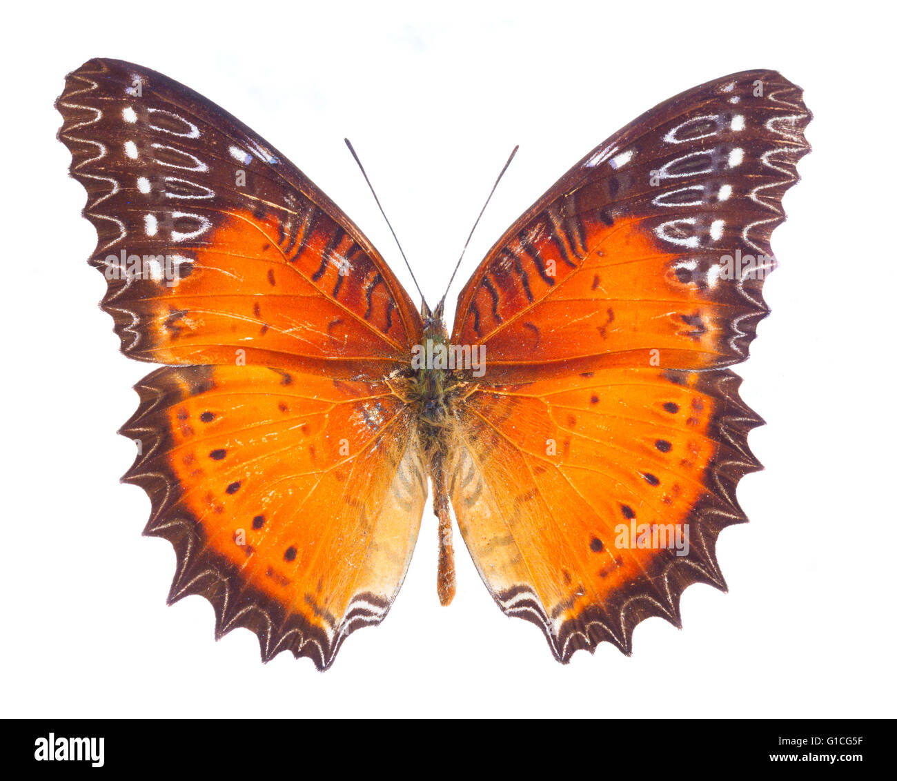 Red Lacewing butterfly Stock Photo - Alamy