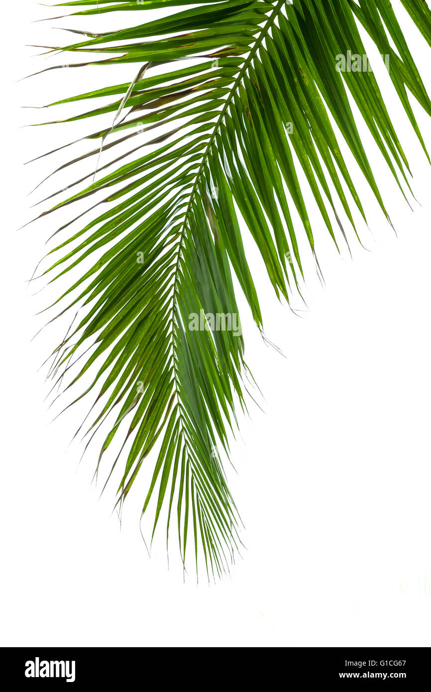 Leaves of coconut tree isolated on white background Stock Photo - Alamy