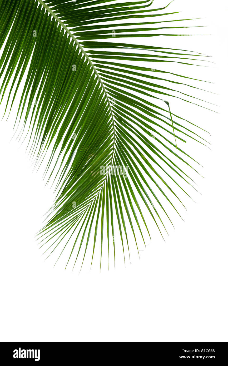 Leaves of coconut tree isolated on white background Stock Photo - Alamy