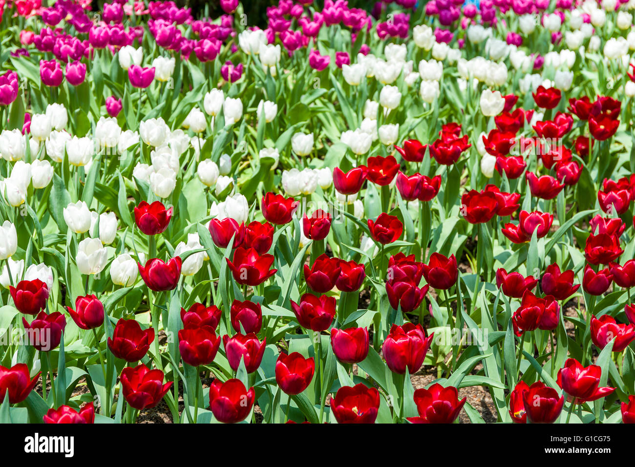 Colorful tulip field in hi-res stock photography and images - Alamy