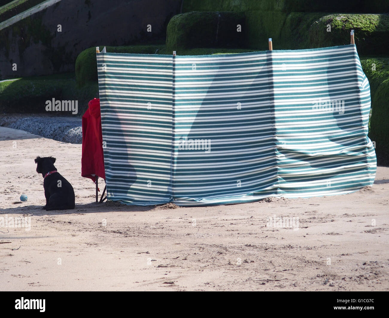 Windbreak with dog and Beach Stock Photo - Alamy