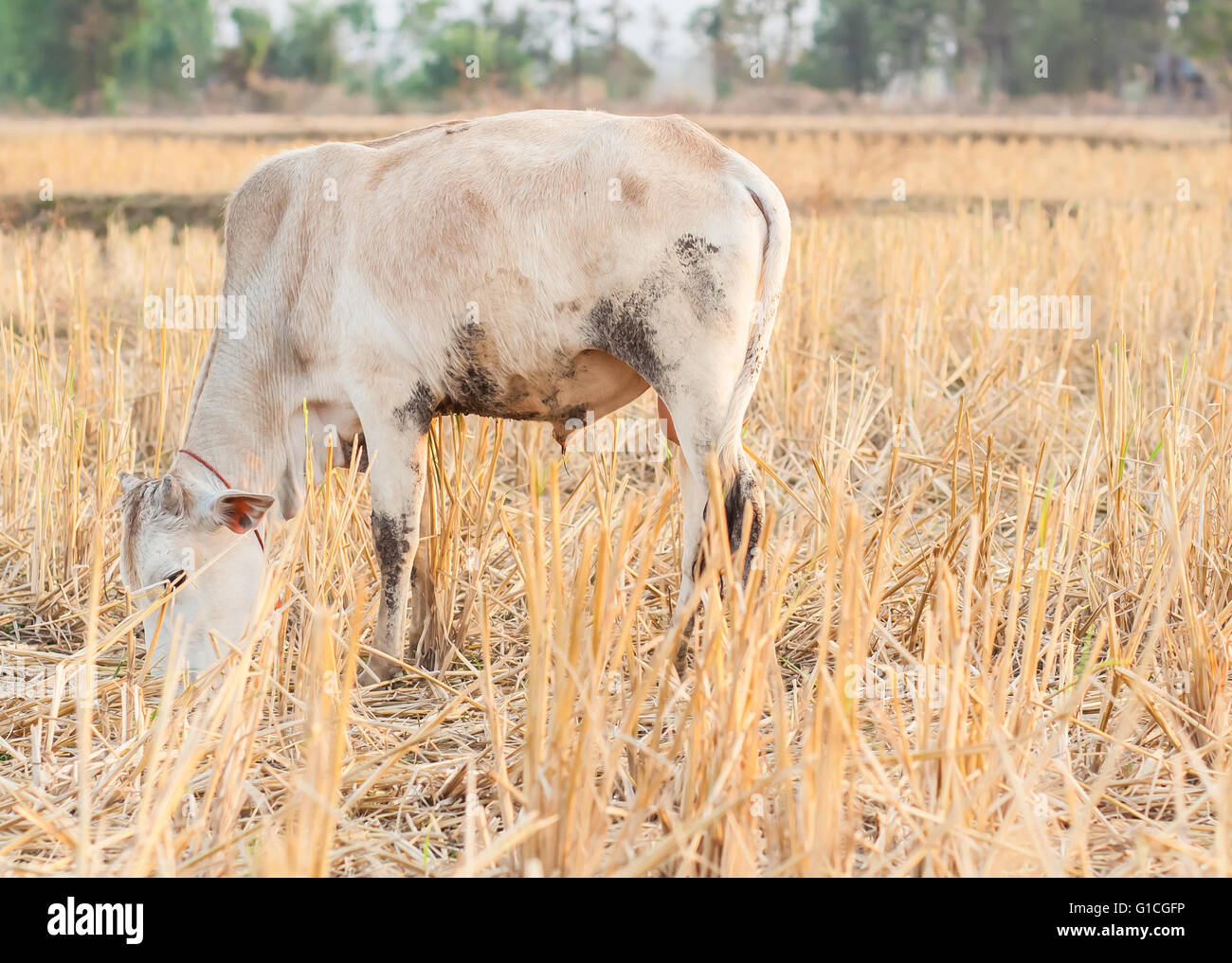 Cow eating dry grass on hi-res stock photography and images - Alamy