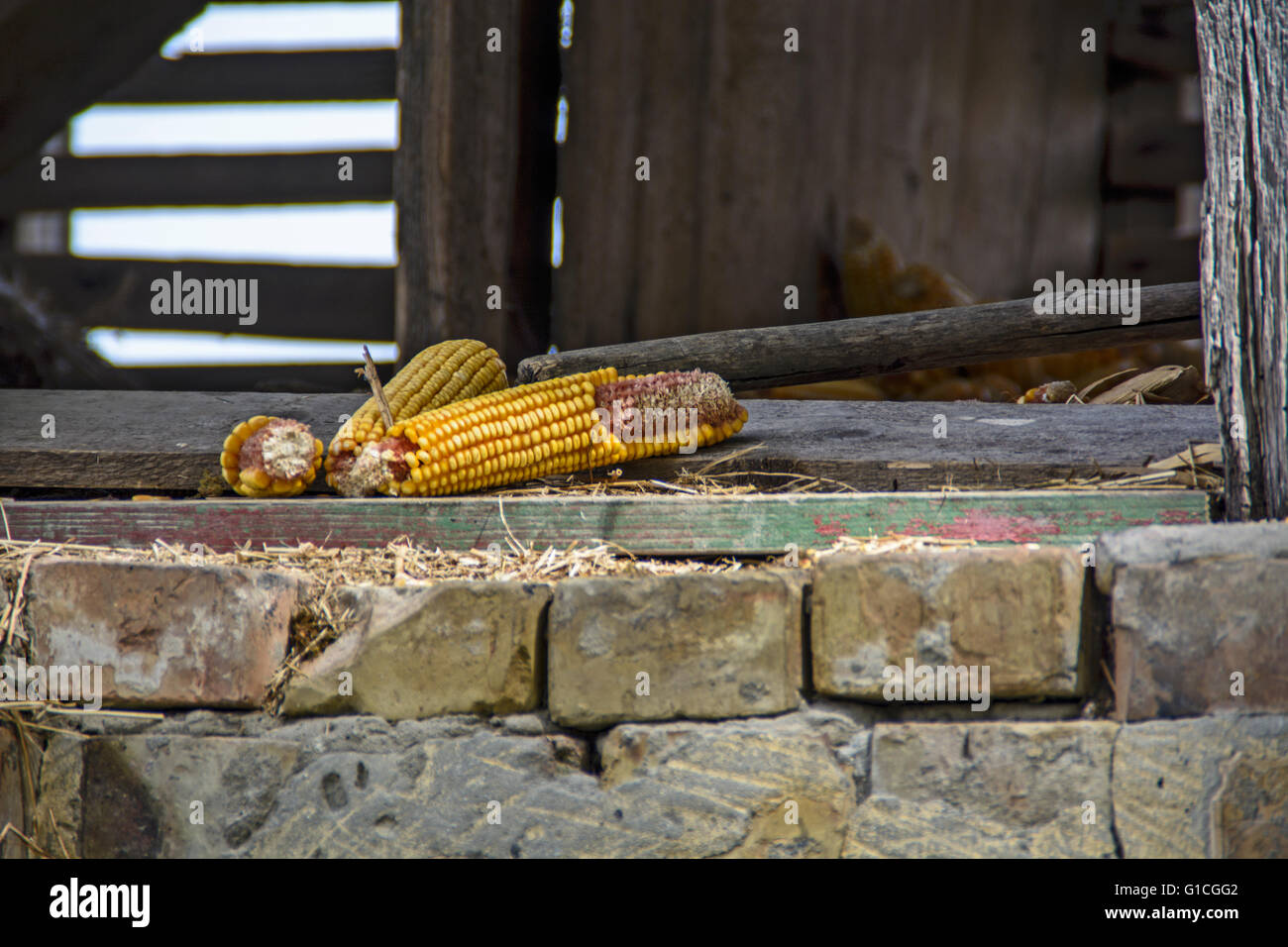 Several corn cob standing in the doorway of the old village barn Stock ...