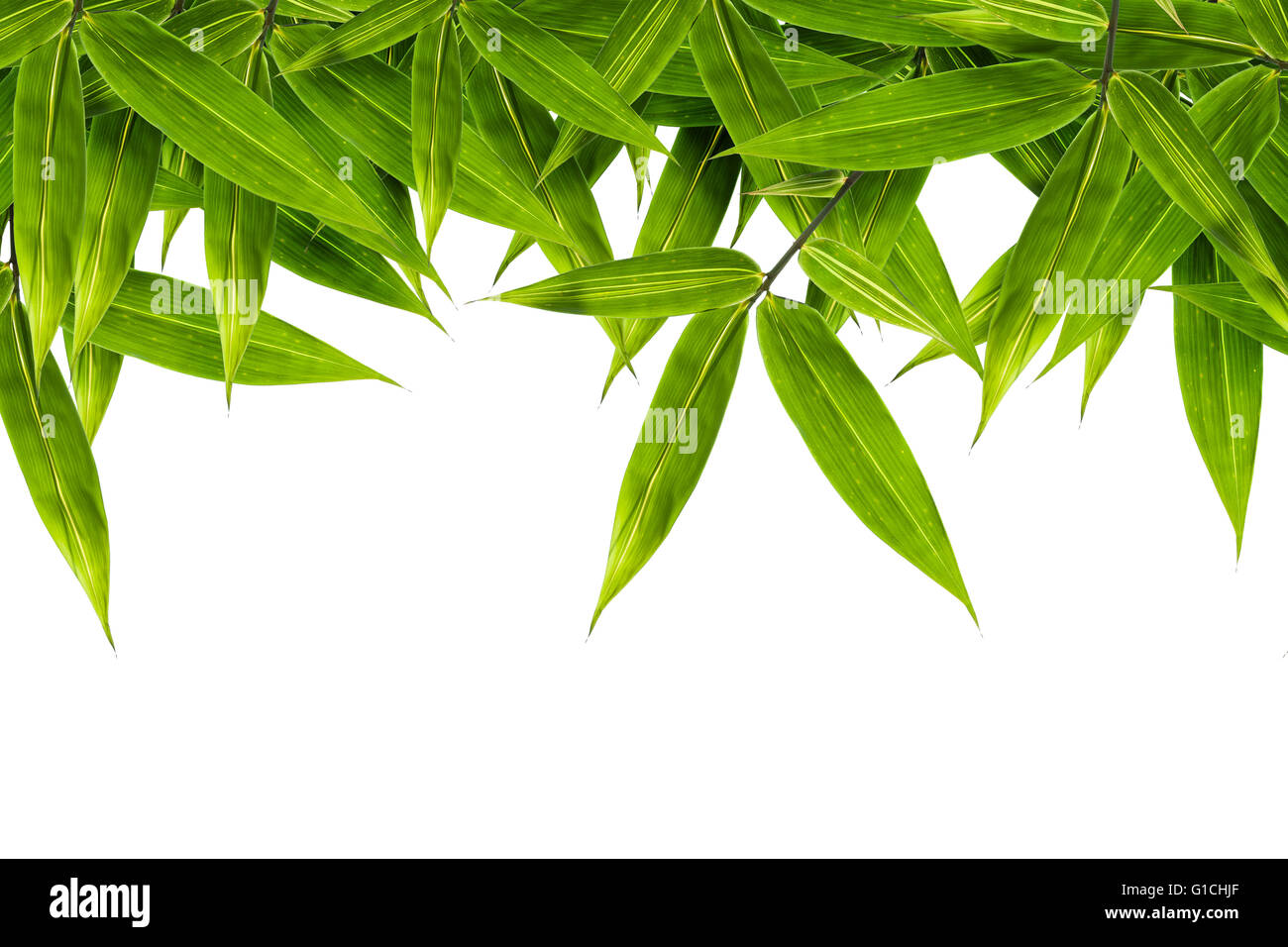 bamboo leaves isolated on white background, design for border, include ...