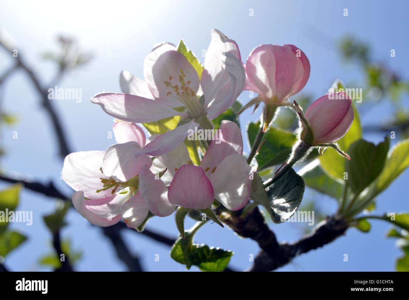 Beautiful garden flowers,summer flower background Stock Photo - Alamy