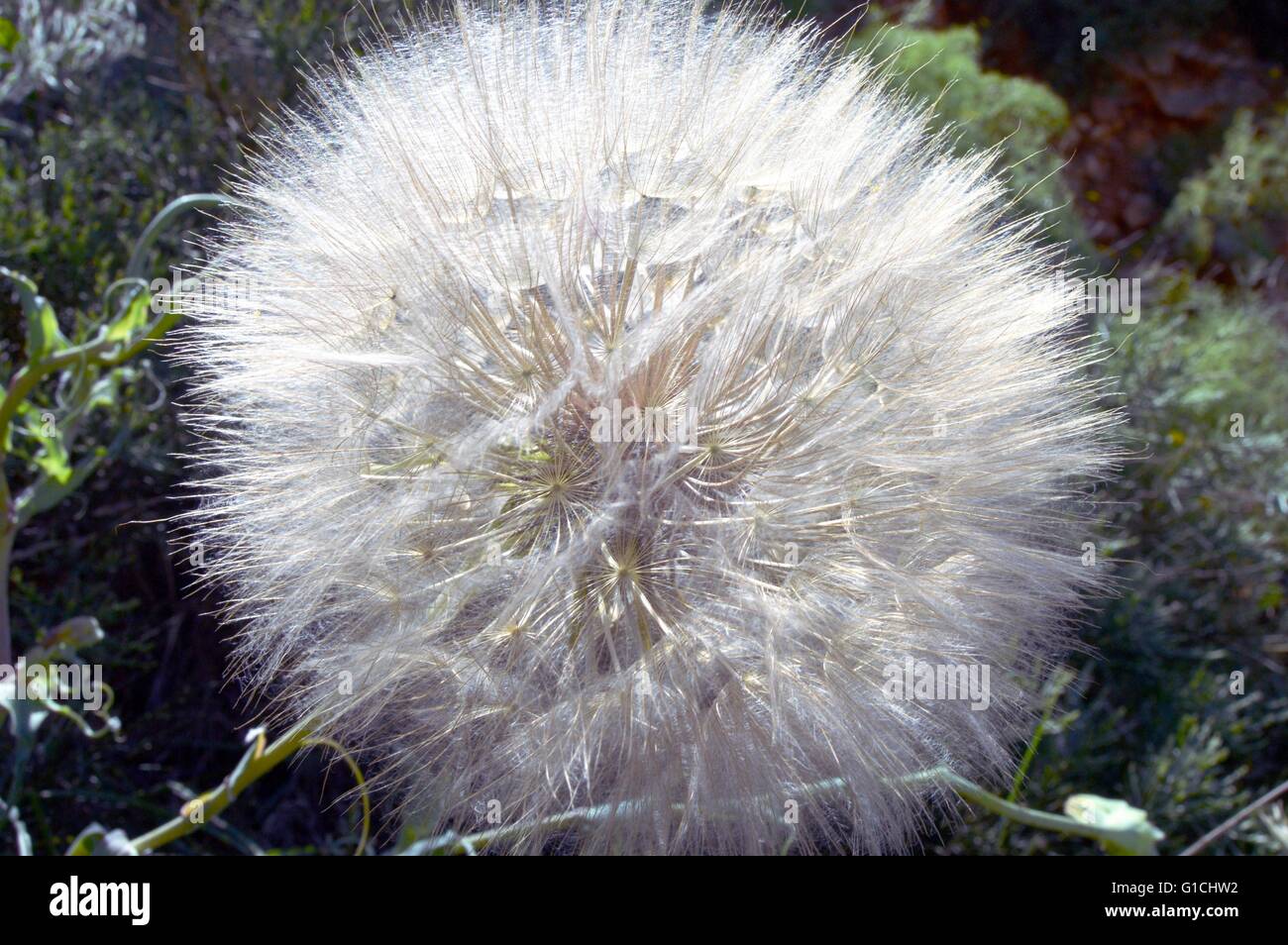 Beautiful garden flowers,summer flower background Stock Photo - Alamy