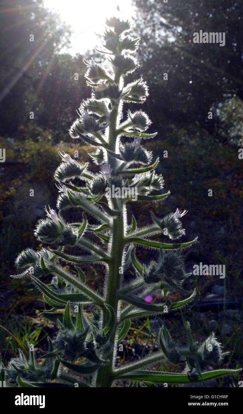 Beautiful garden flowers,summer flower background Stock Photo - Alamy