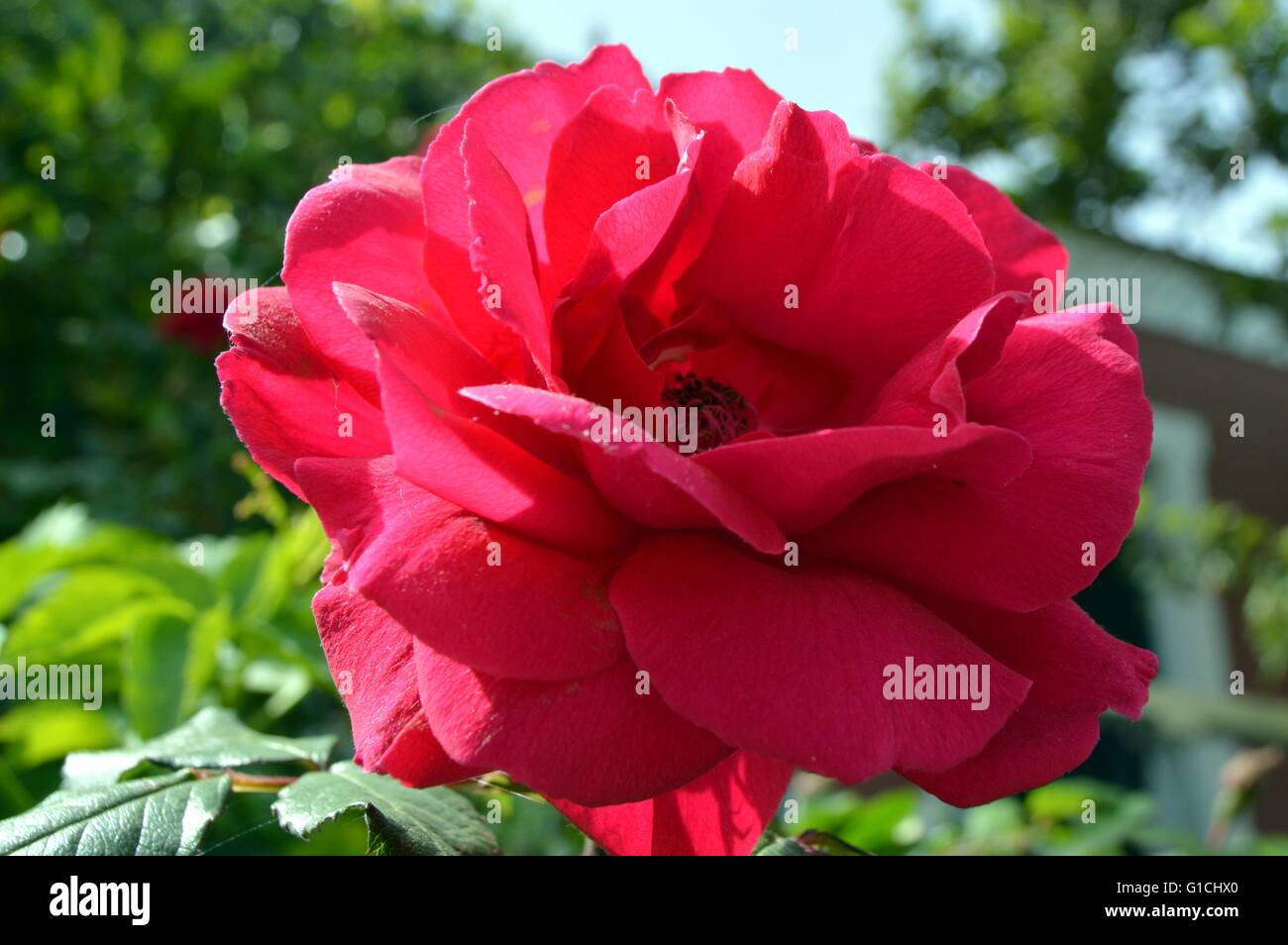 Beautiful garden flowers,summer flower background Stock Photo - Alamy