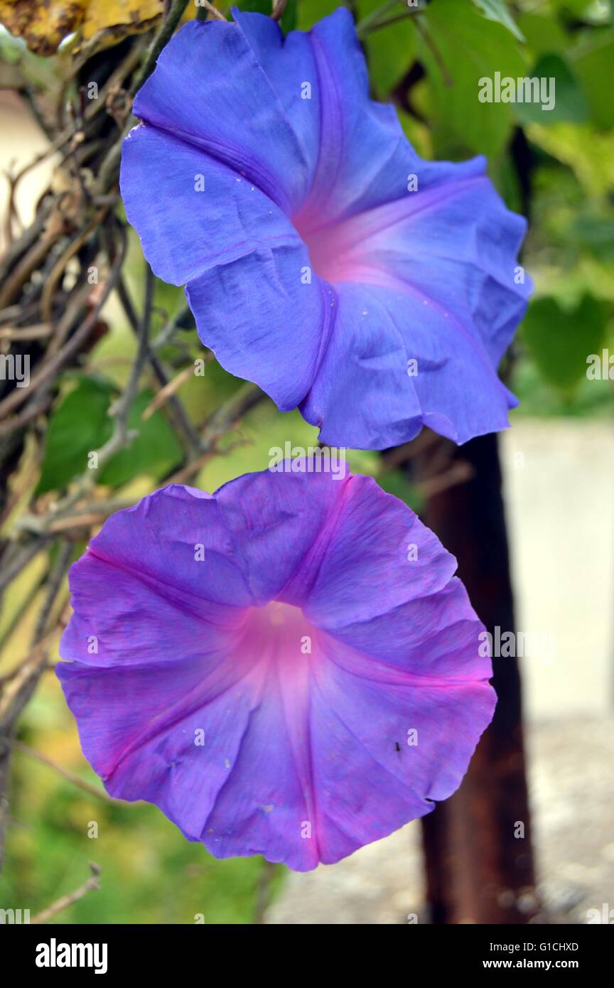 Beautiful garden flowers,summer flower background Stock Photo - Alamy