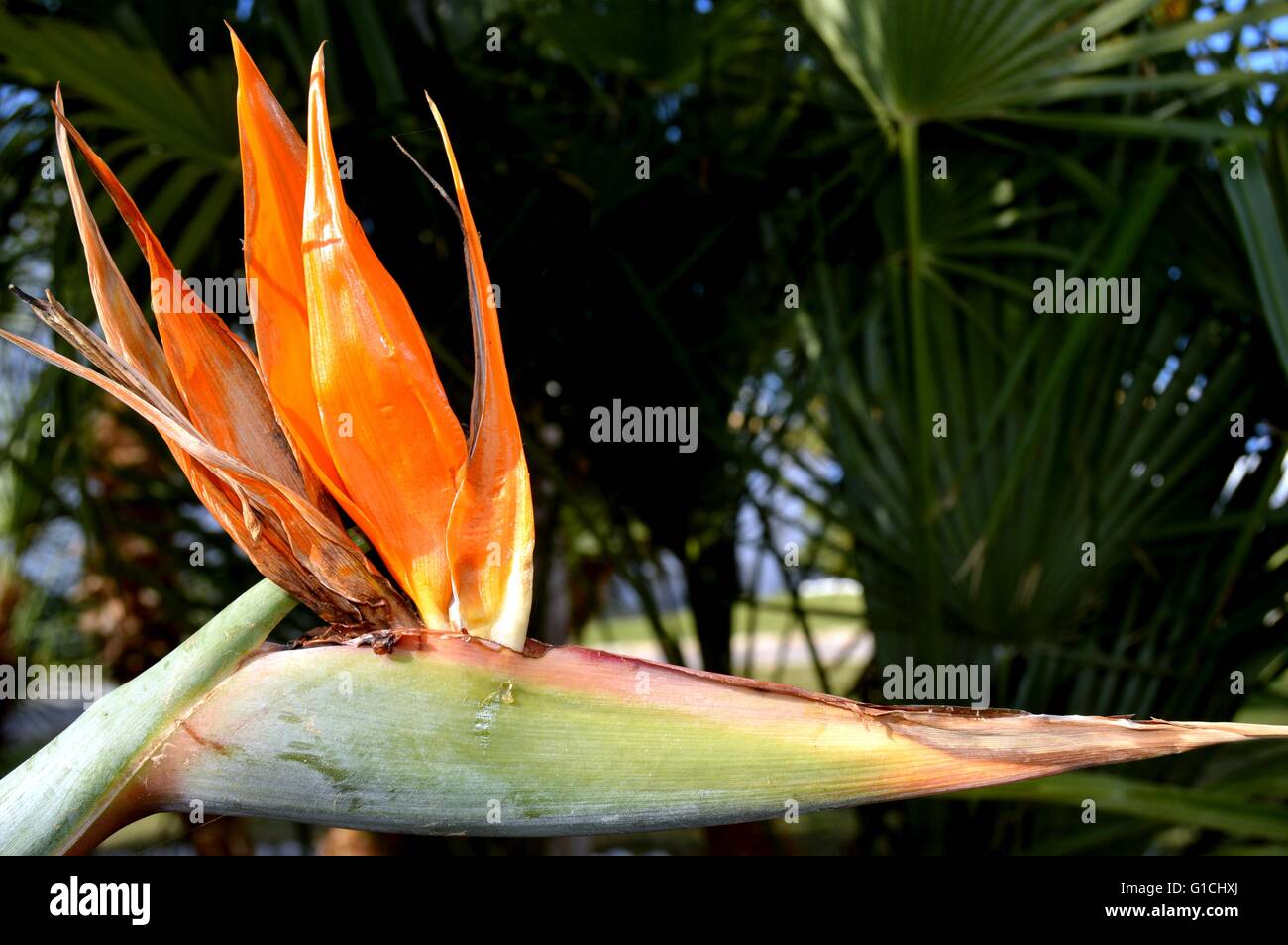 Beautiful garden flowers,summer flower background Stock Photo - Alamy