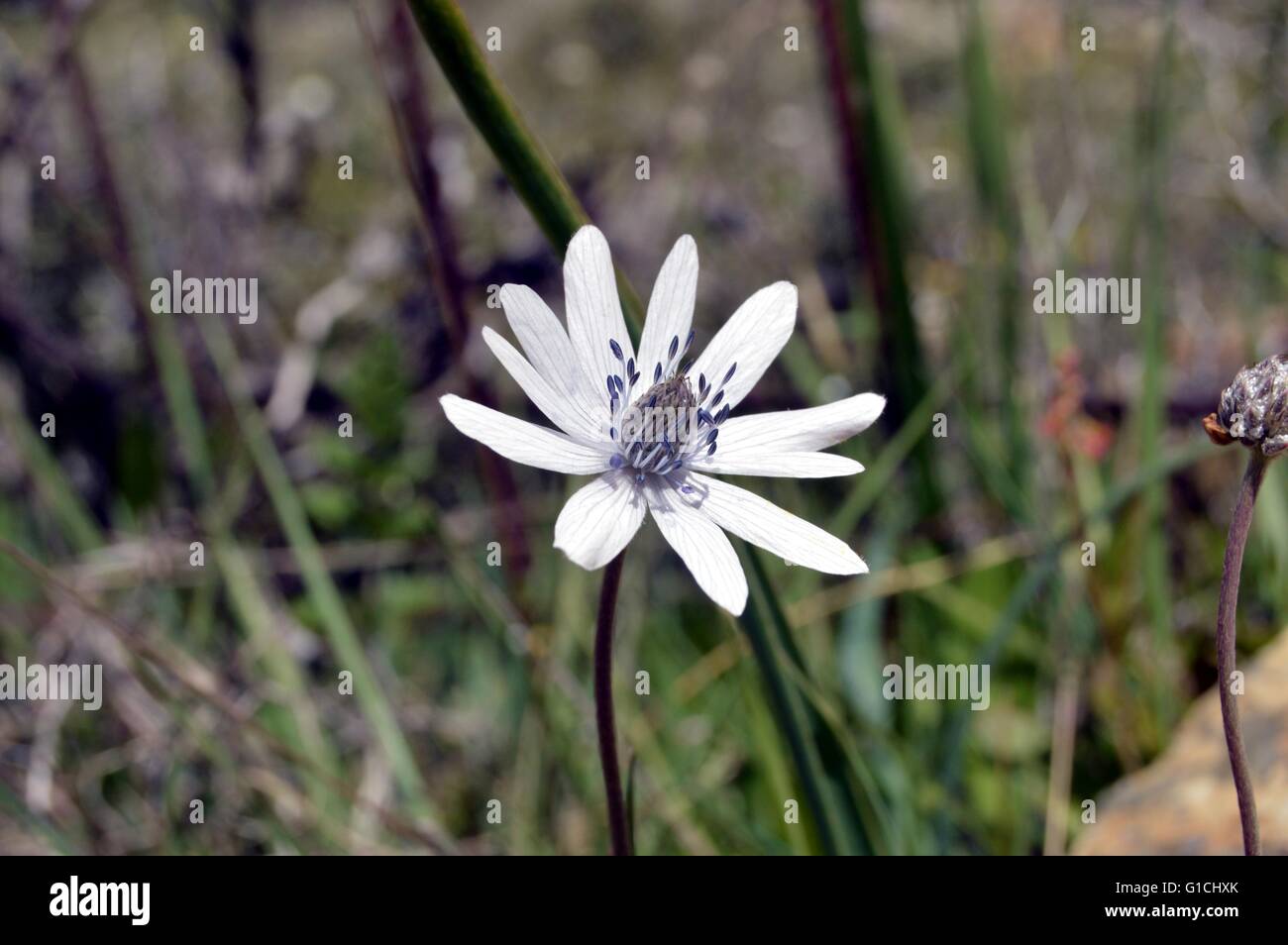 Beautiful garden flowers,summer flower background Stock Photo - Alamy