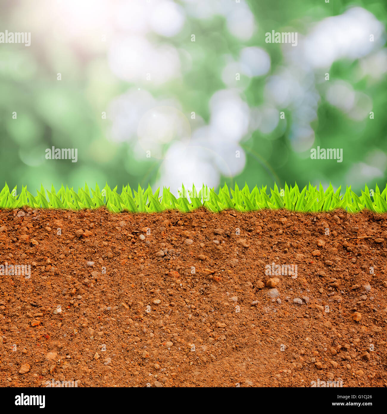 Cross section of grass hi-res stock photography and images - Alamy