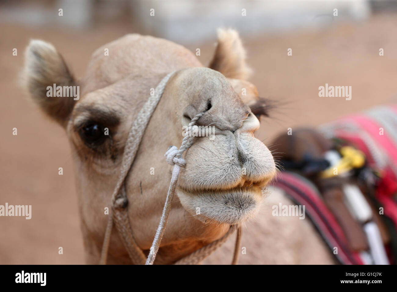 Abu Dhabi, Heritage Village. Camel. United Arab Emirates Stock Photo ...