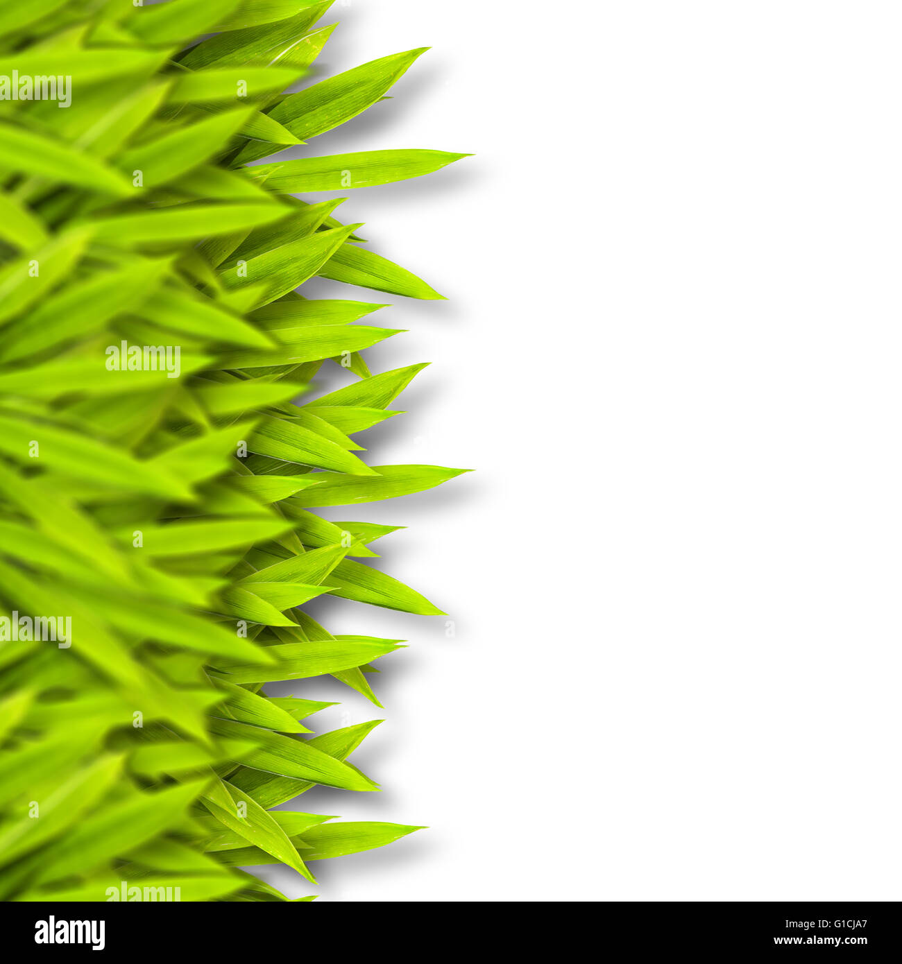 Bamboo leaves ,design for background Stock Photo - Alamy