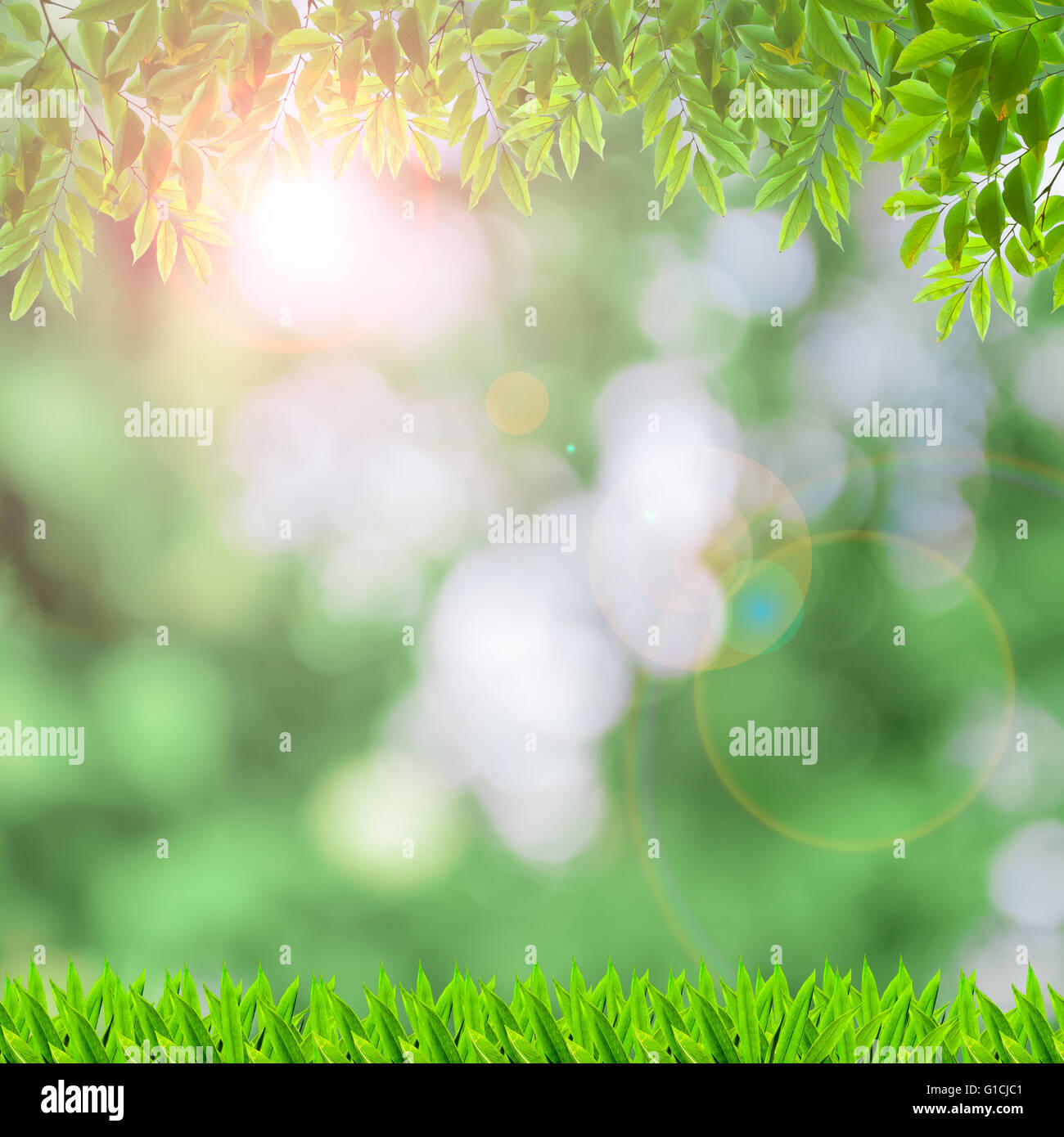 Fresh spring green background with green leaves and flare Stock Photo ...