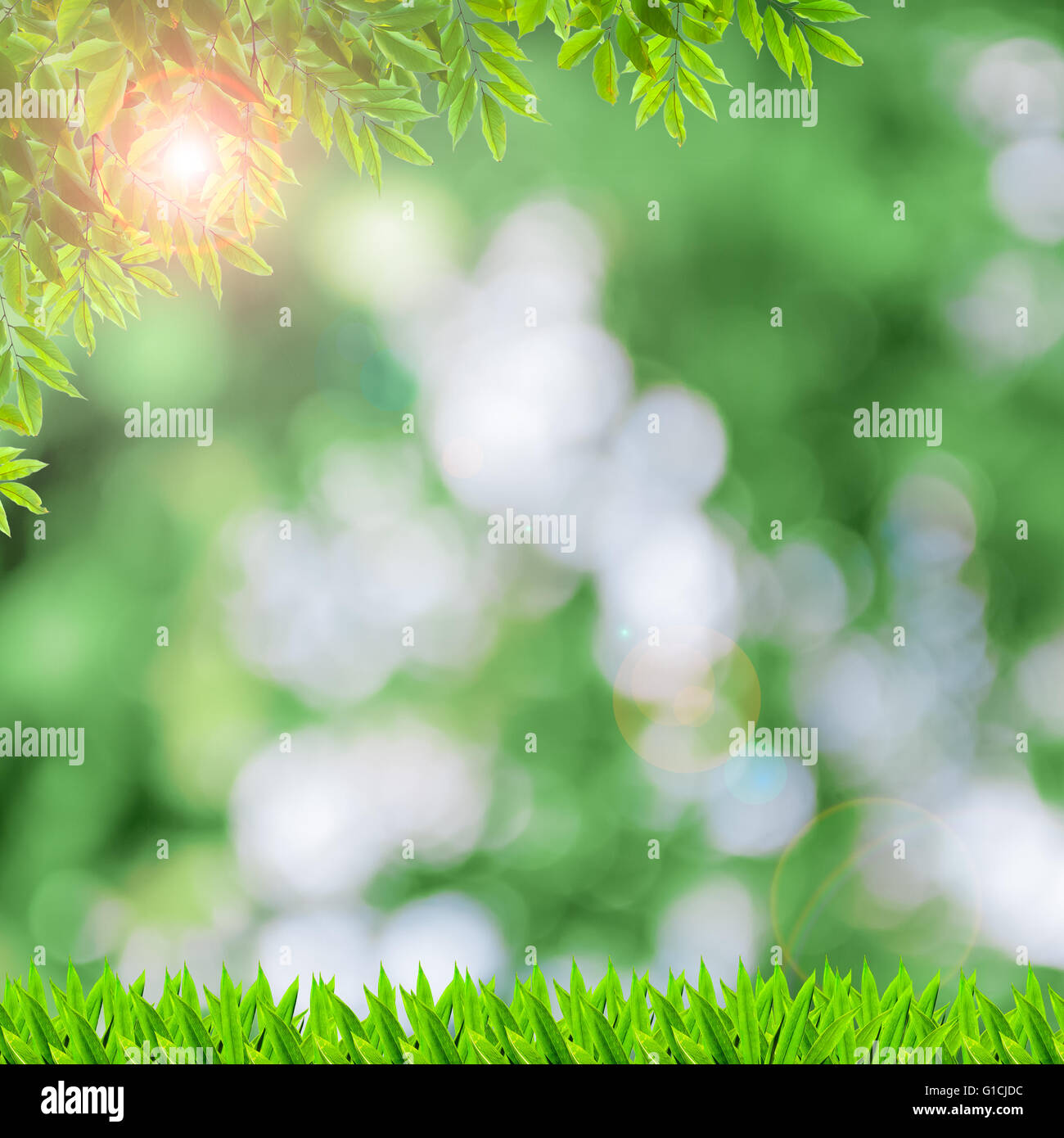 Fresh spring green background with green leaves and flare Stock Photo ...