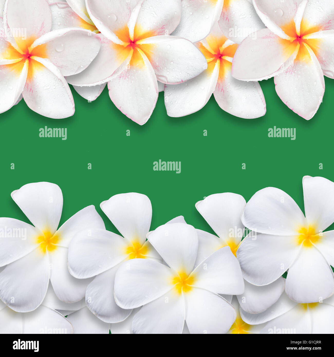 Frangipani flower isolated on green backgound, design for background ...