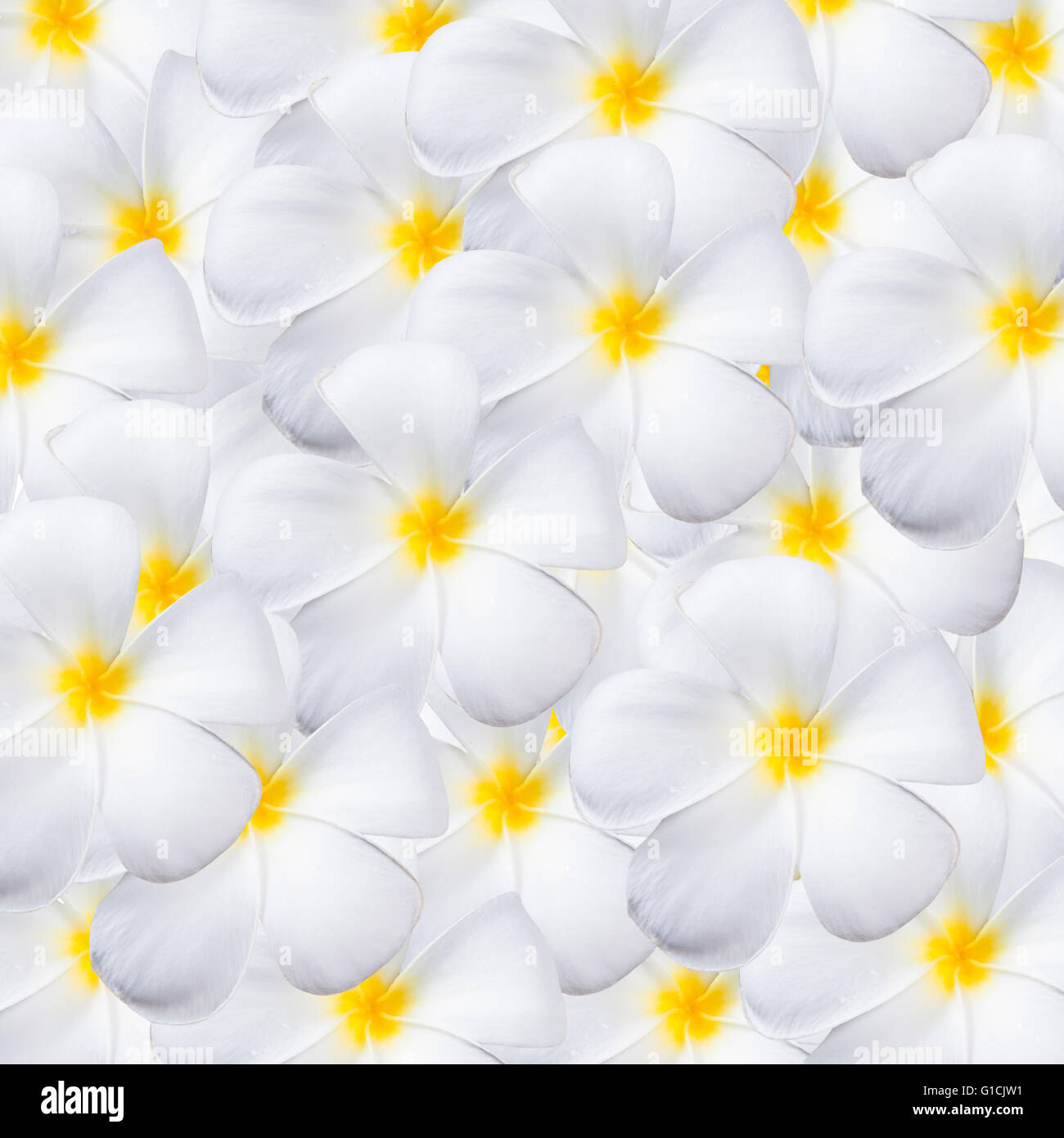 Frangipani flower, design for background Stock Photo - Alamy