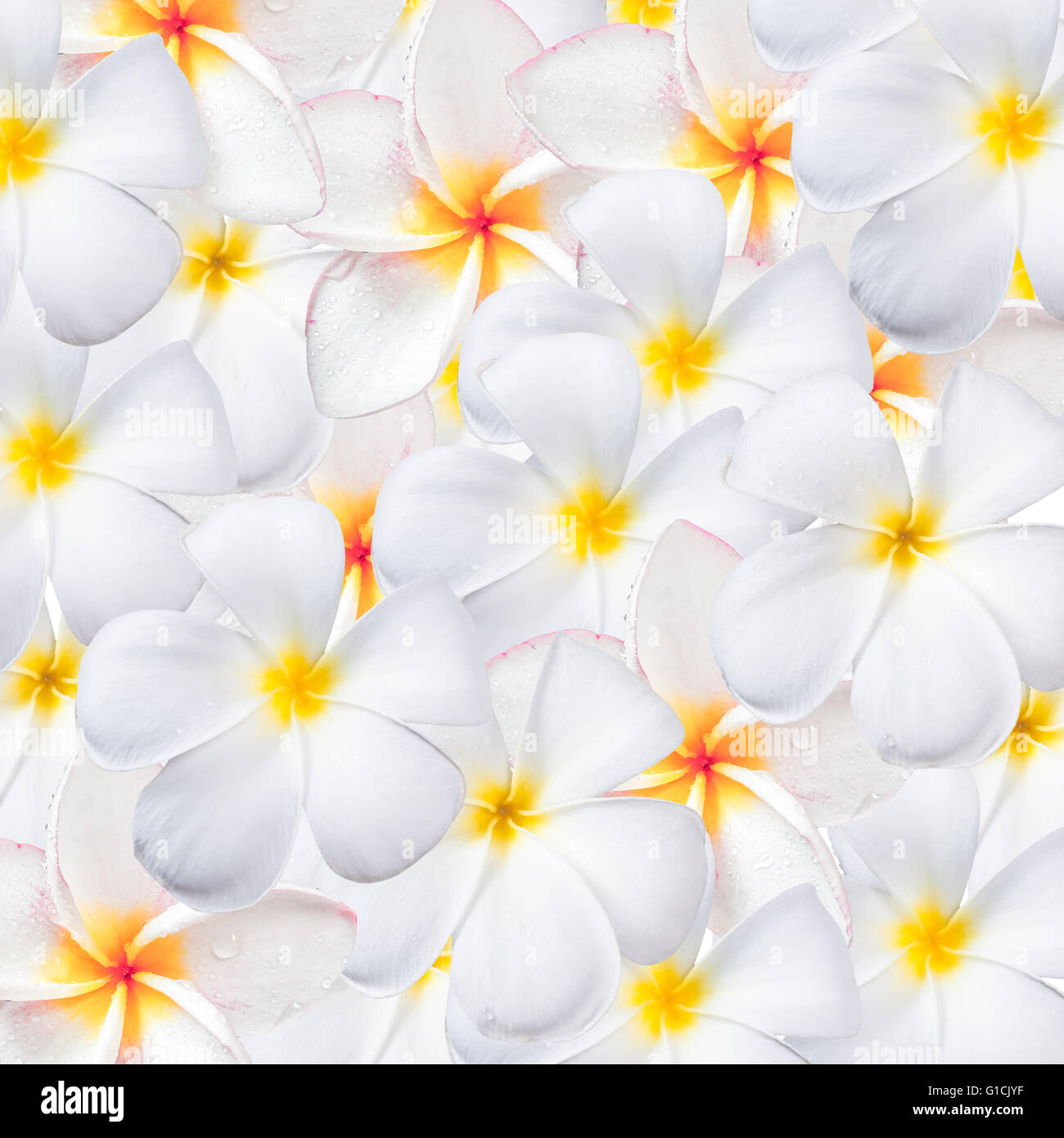 Frangipani flower, design for background Stock Photo - Alamy