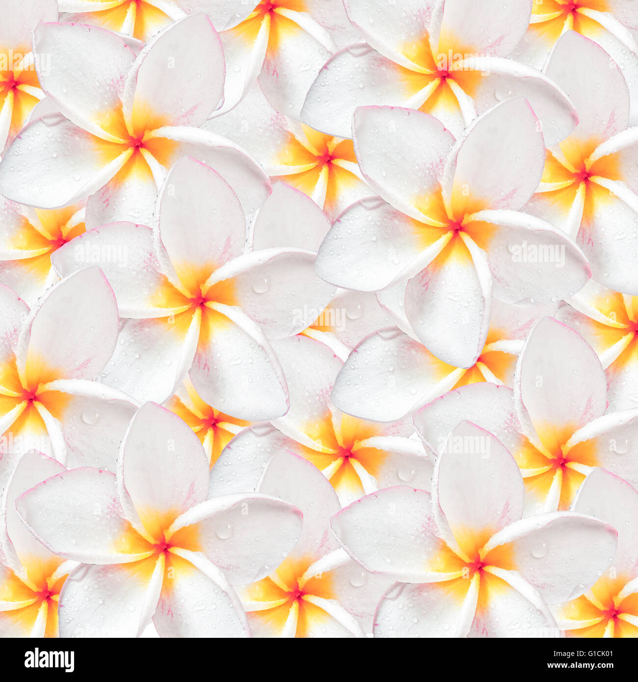 Frangipani flower, design for background Stock Photo - Alamy