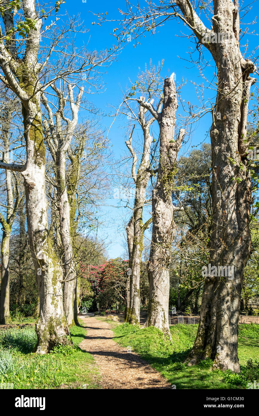 Sycamore trees hi-res stock photography and images - Alamy