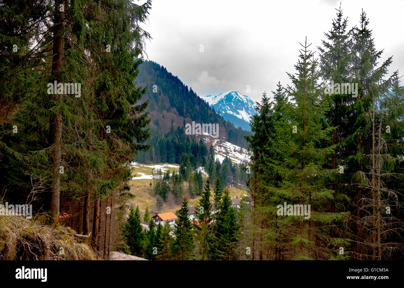 Landscape forest summer haze forest hi-res stock photography and images ...