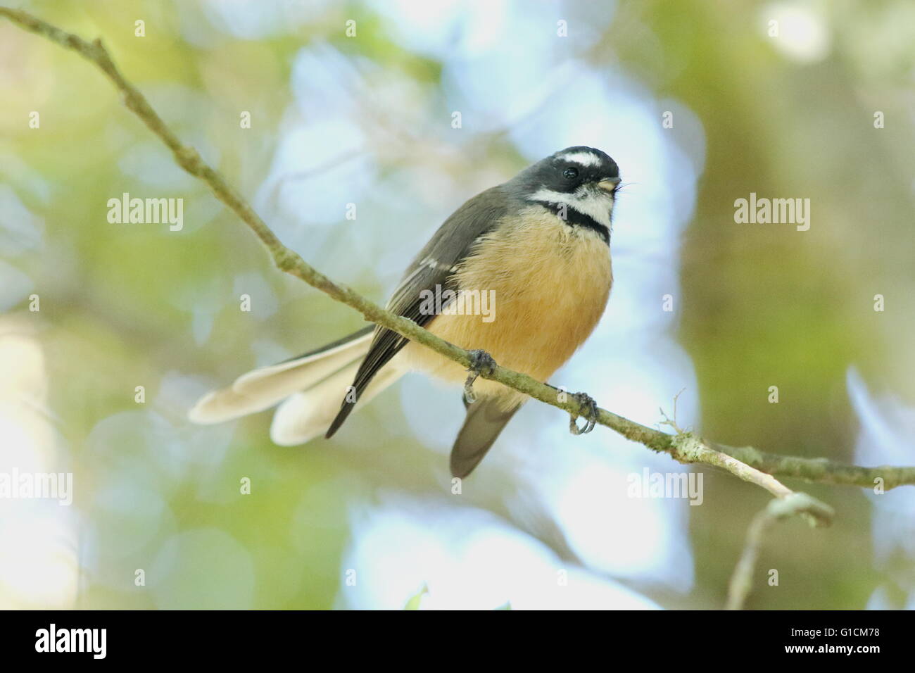 New Zealand fantail (Rhipidura fuliginosa) being friendly on the trail ...