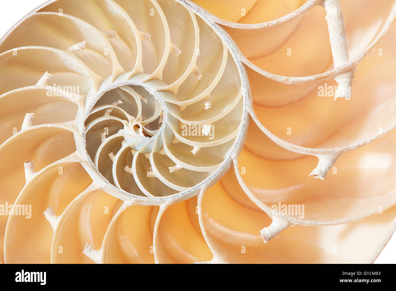 Nautilus shell section, perfect Fibonacci pattern background Stock ...