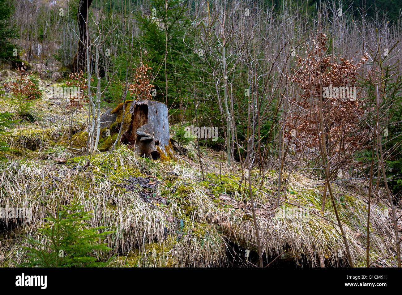 magic spring forest Stock Photo - Alamy
