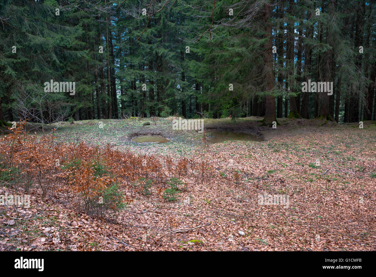 magic spring forest Stock Photo - Alamy