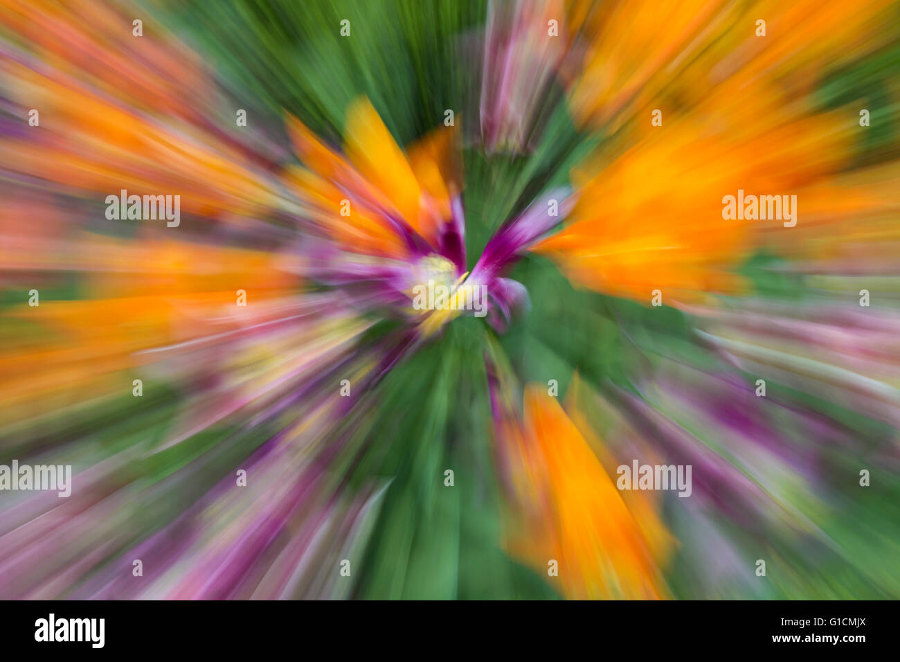 Burst of flowers hi-res stock photography and images - Alamy