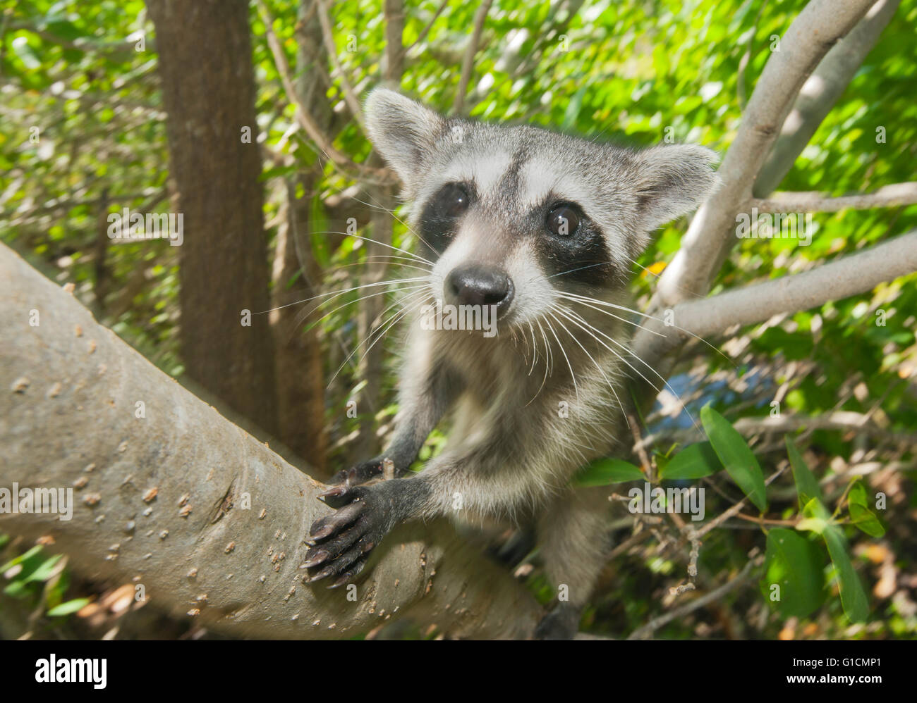 Pygmy Raccoon (Procyon pygmaeus) Critically endangered, Cozumel Island ...