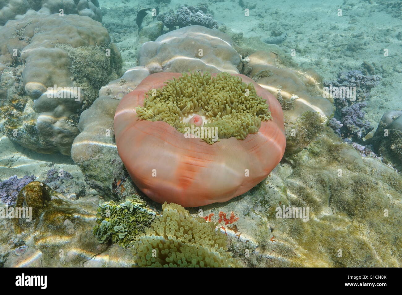 A Magnificent sea anemone, Heteractis magnifica, underwater marine life ...